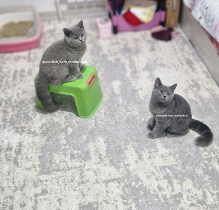 Мушук зотдор котёнок  Британский