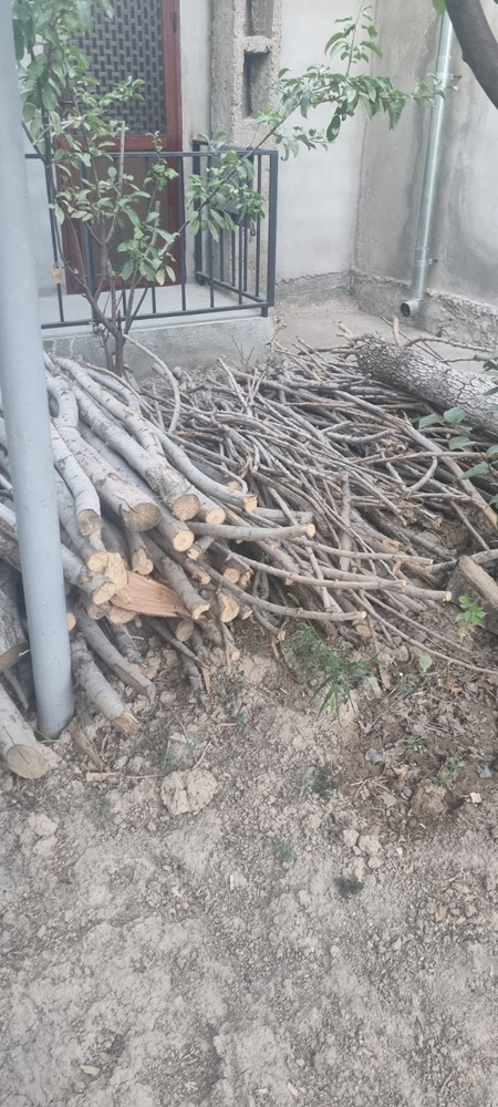 Стволы брусья тополь