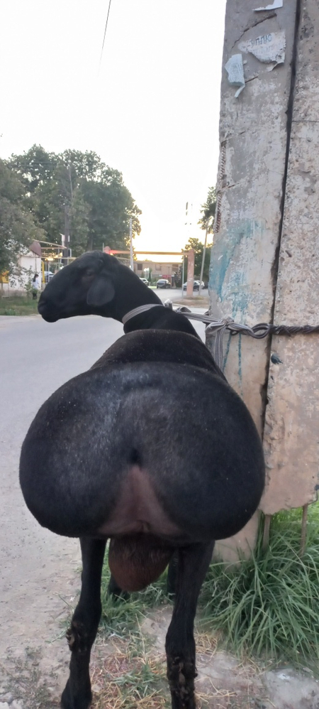 Zotli qochqor sotiladi