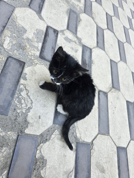 Отдам котенка в хорошие руки