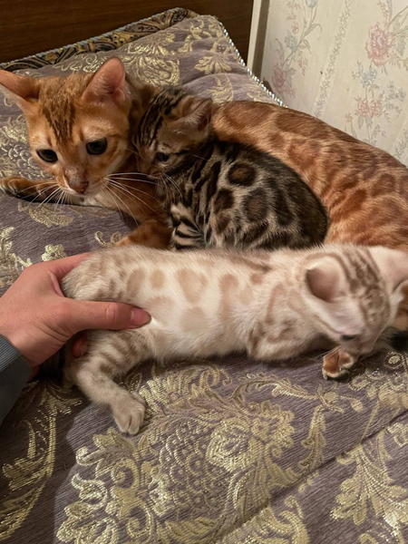 Bengalski mushi qiz bola privaznoy
