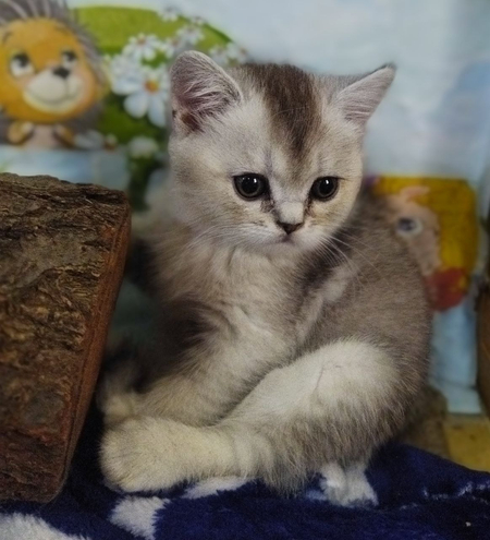 Котёнок Страйт мальчик серебристая шиншилла