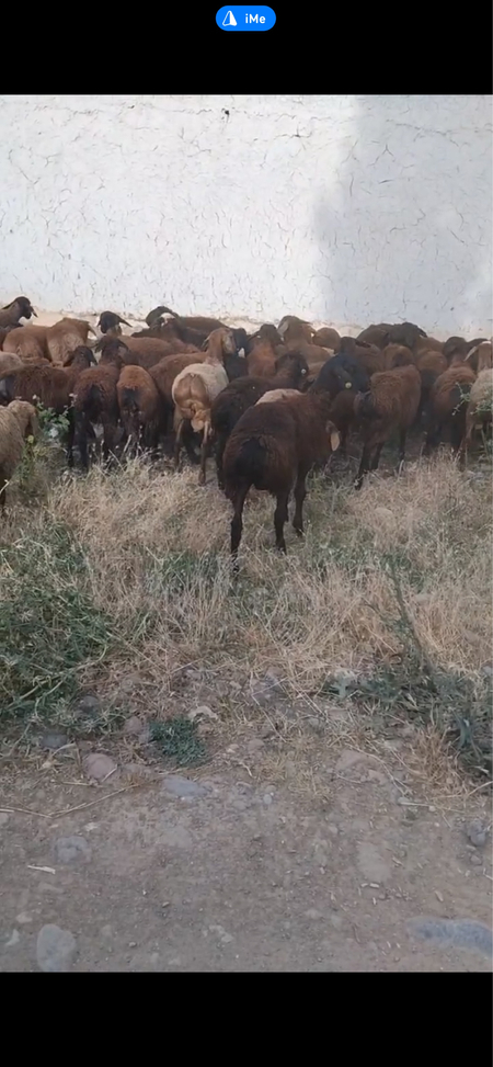 Qo’zilar sotiladi sog’lom hammasi