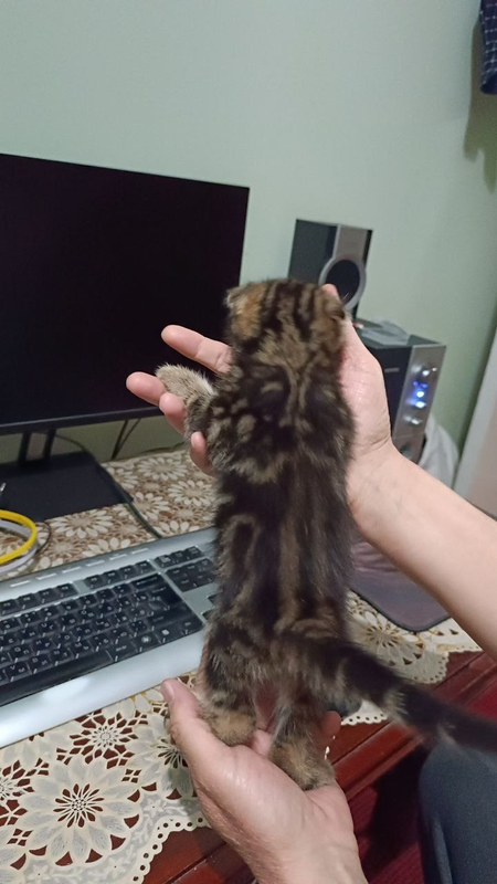 Скоттиш фолд сотилади