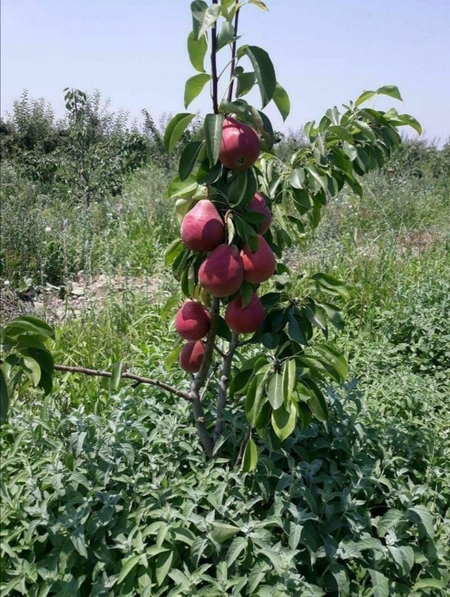 Мевали дарахтлар кучатлари