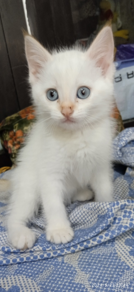 Продаются чудесные тайские котята!
