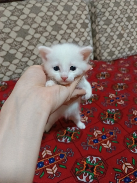 Отдам срочно котят в хорошие руки