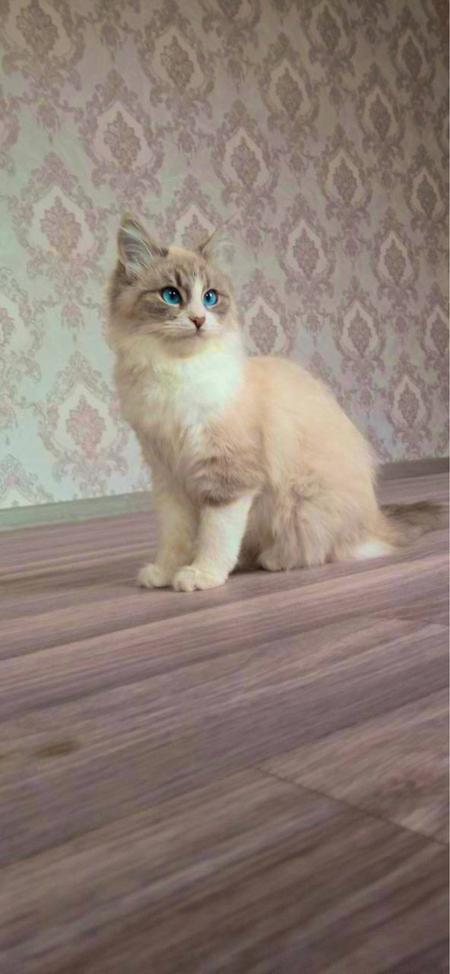 Невские маскарадные котята 2 месяца