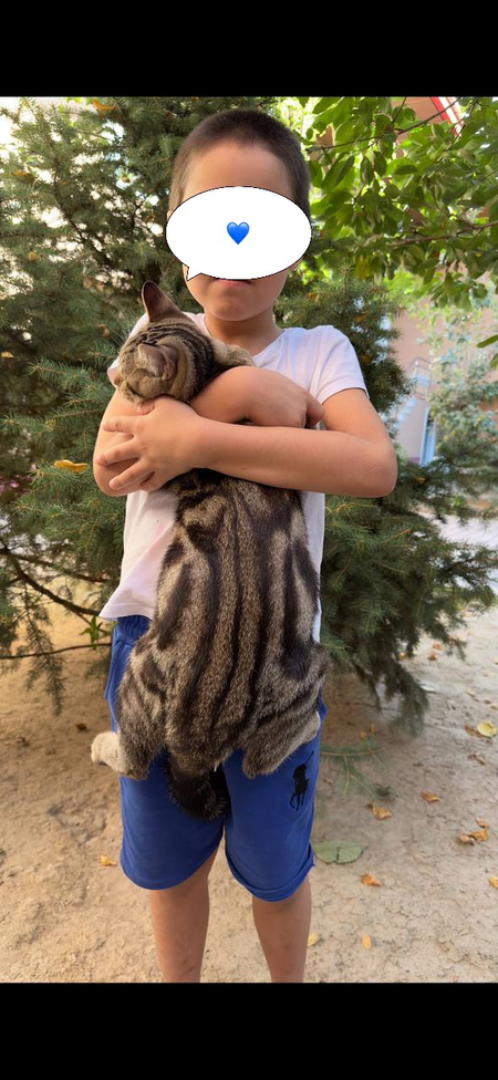 Кот пароды Скотиш Страйт
