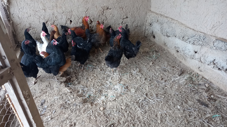 Tawiq satiladi kelisimli baxada