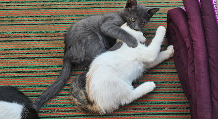 Mushuklar kulrang va oq sariq. Кошки