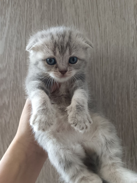 Котята породы фолд