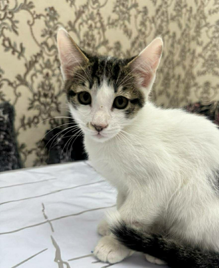 Котята в хорошие руки