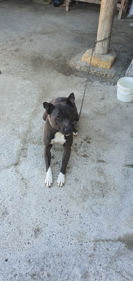 Pitbull zotdor iti