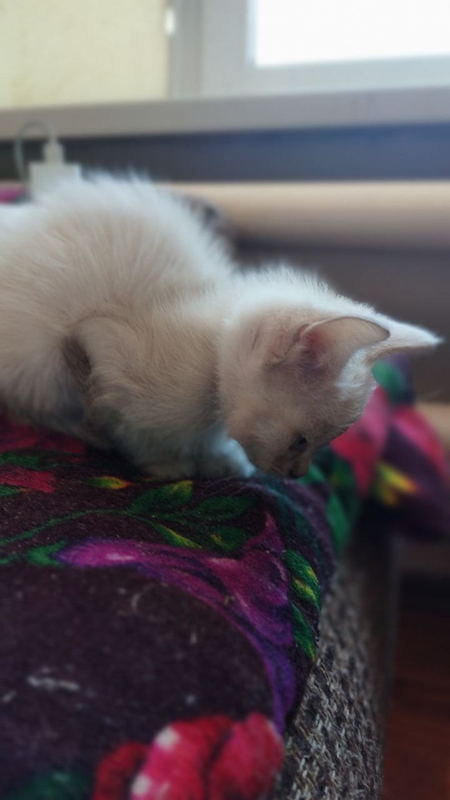 Сиамские котята в хорошие котята