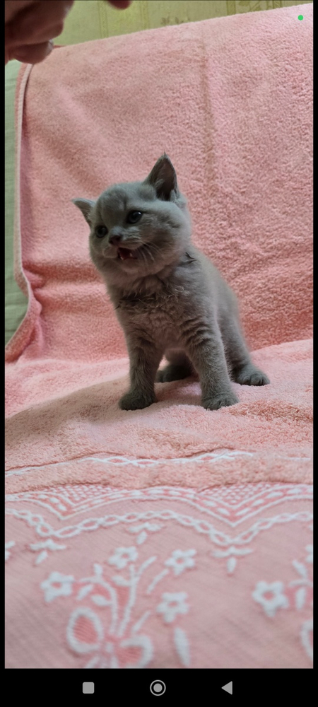 Котята породы скотиш