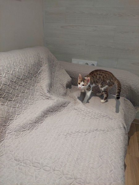 Котёнок девочка стерилизованная