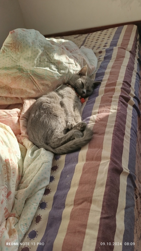 Кот Парода:скотиш фолд