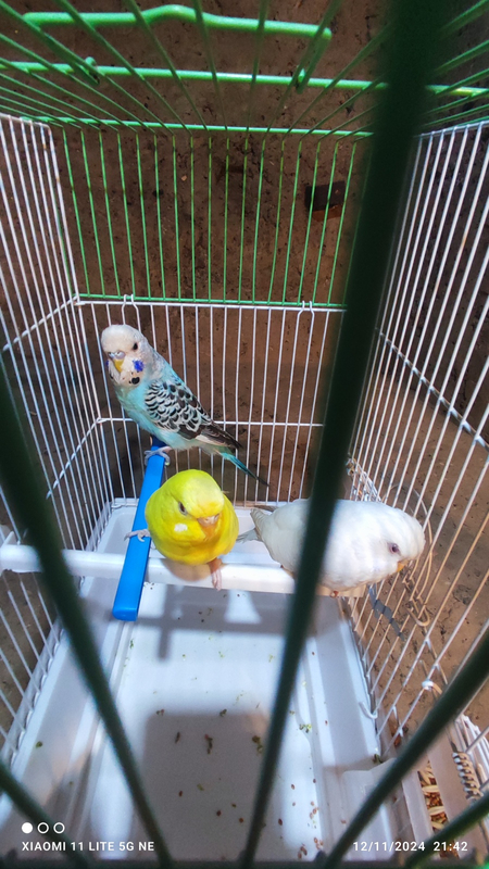 Chehla sotiladi bolishi 100 min donasi