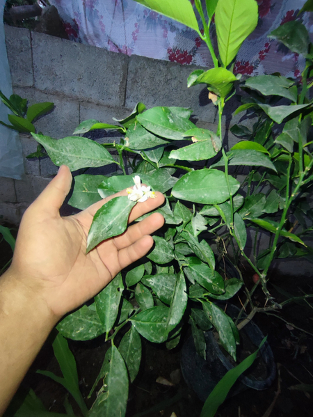 Limon koʻchatlari