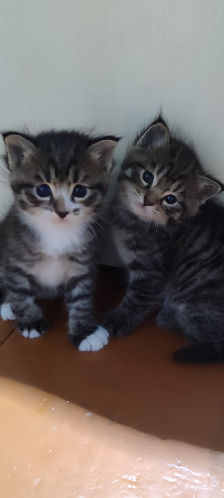 Отдам котят в добрые руки