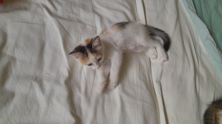 Котенок 2 месяца