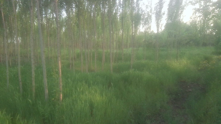 Сирдаре вилоятида ер участка сотилади