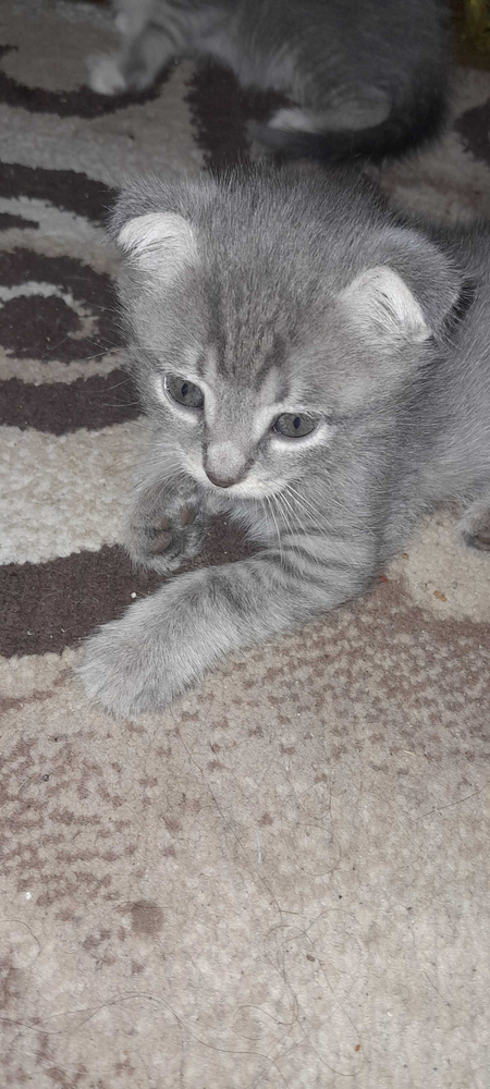 Продам котят .Вислушки .