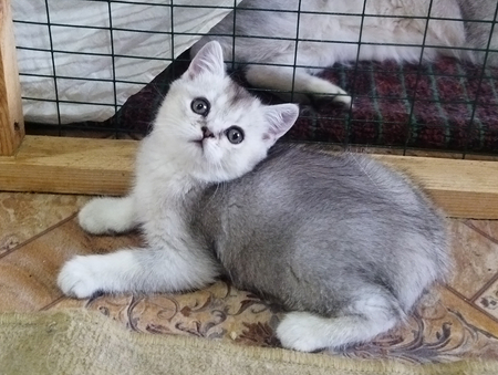 Шотландские  котята