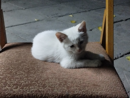 Продается котёнка