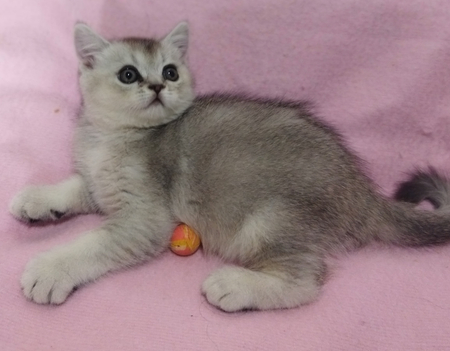 Шотландские котята.