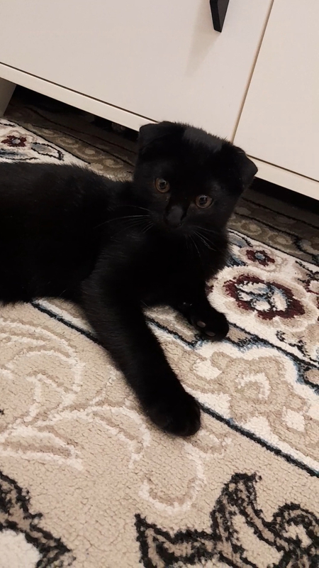 Котёнок 2,5 месяца мальчик