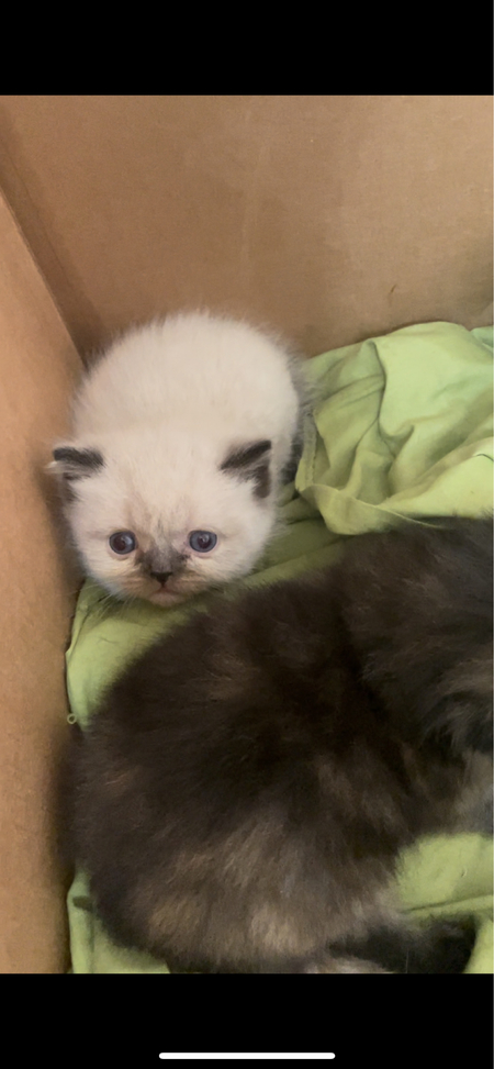 7 шотландских котят