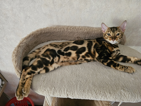 Бенгальские котята