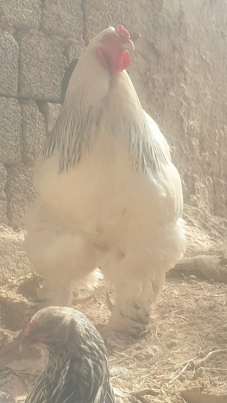Brama tuxumlari bor