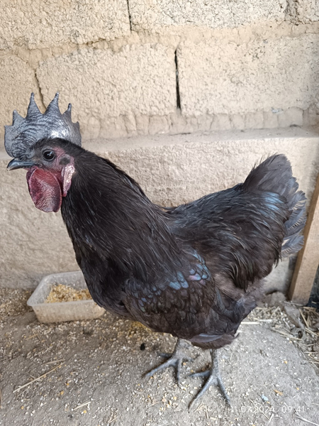 Uheyl xóroz ótgan yilgi.
