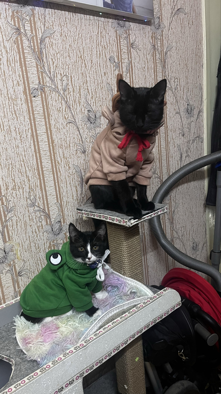 Пропал кот