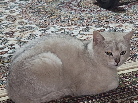 Britanski shinshilla