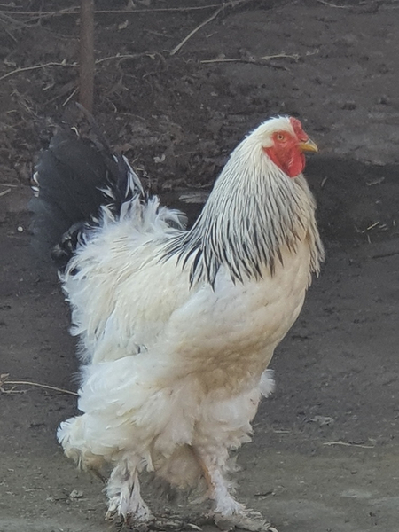 Braman  sotiladi