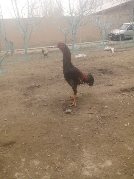 Samarqand viloyati Urgut tumani