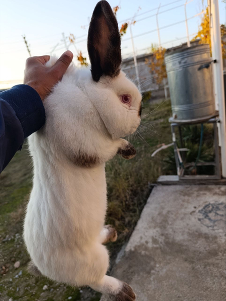 Kalif sagamon liniya.