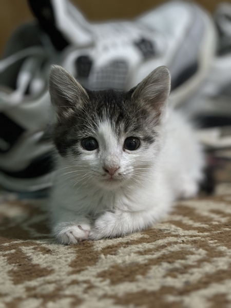 котенок 2 месяцев