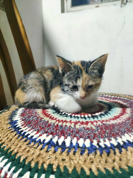 Котятам  1,5  (полтора ) месяца