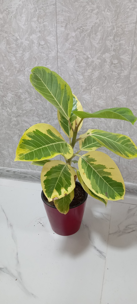 Продаётся бенгальский  фикус