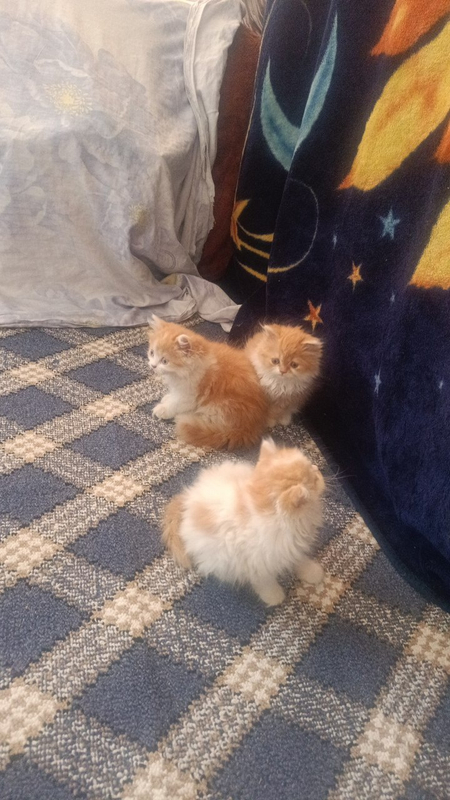 2 oyli zotor mushuk bolalari sotiladi