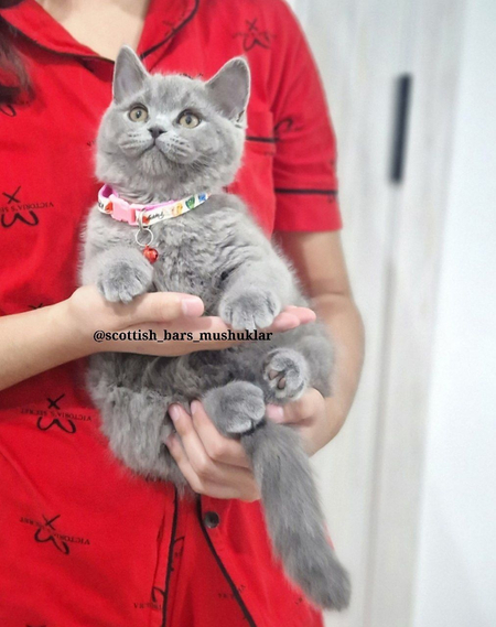 Мушук зотдор котёнок  Британский