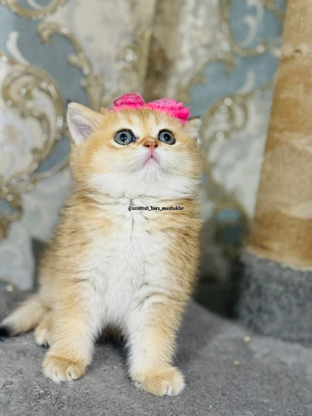 Мушук зотдор скоттиш-фолд угил