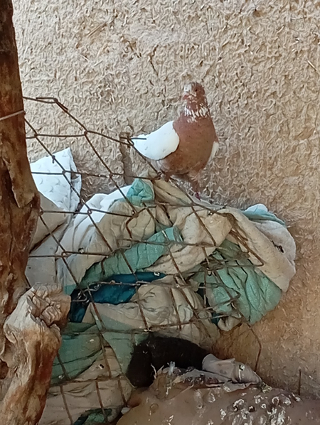 Qushlar sotilade kataklar chertmalar