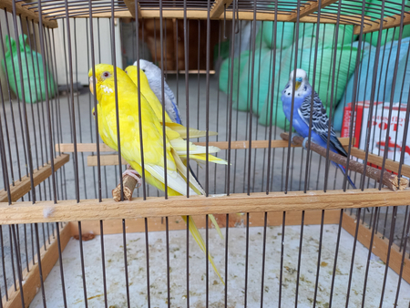 Papugay valnsti +albinos vzrosli 5ta 50.000dan