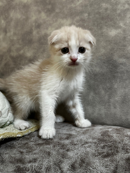 Продается котенок породы скоттиш фолд